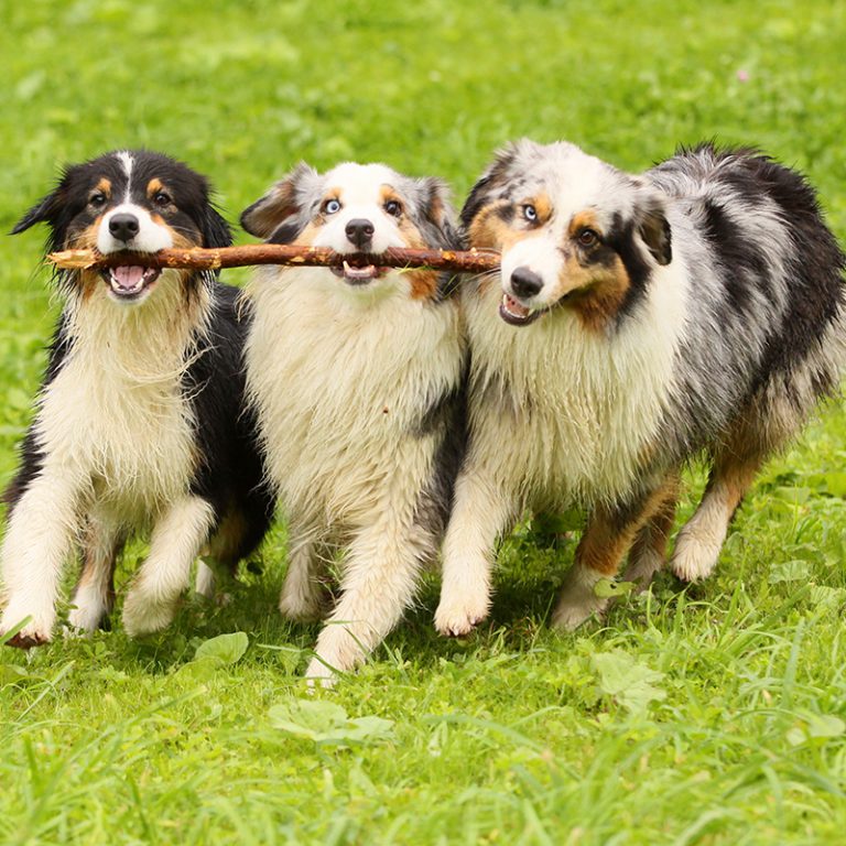 Volunteer – Humane Society of Boulder Valley