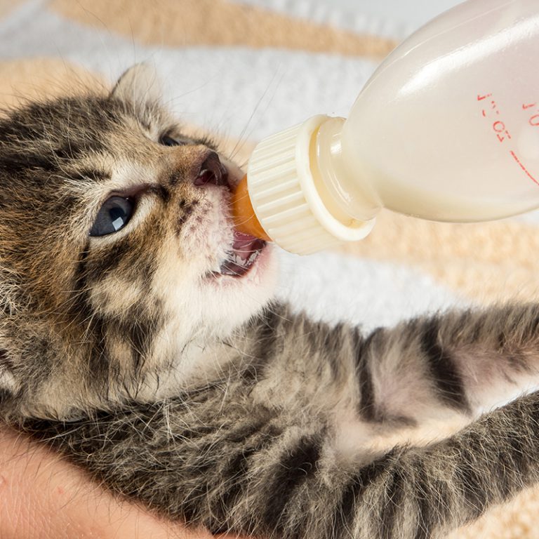 Volunteer - Humane Society of Boulder Valley