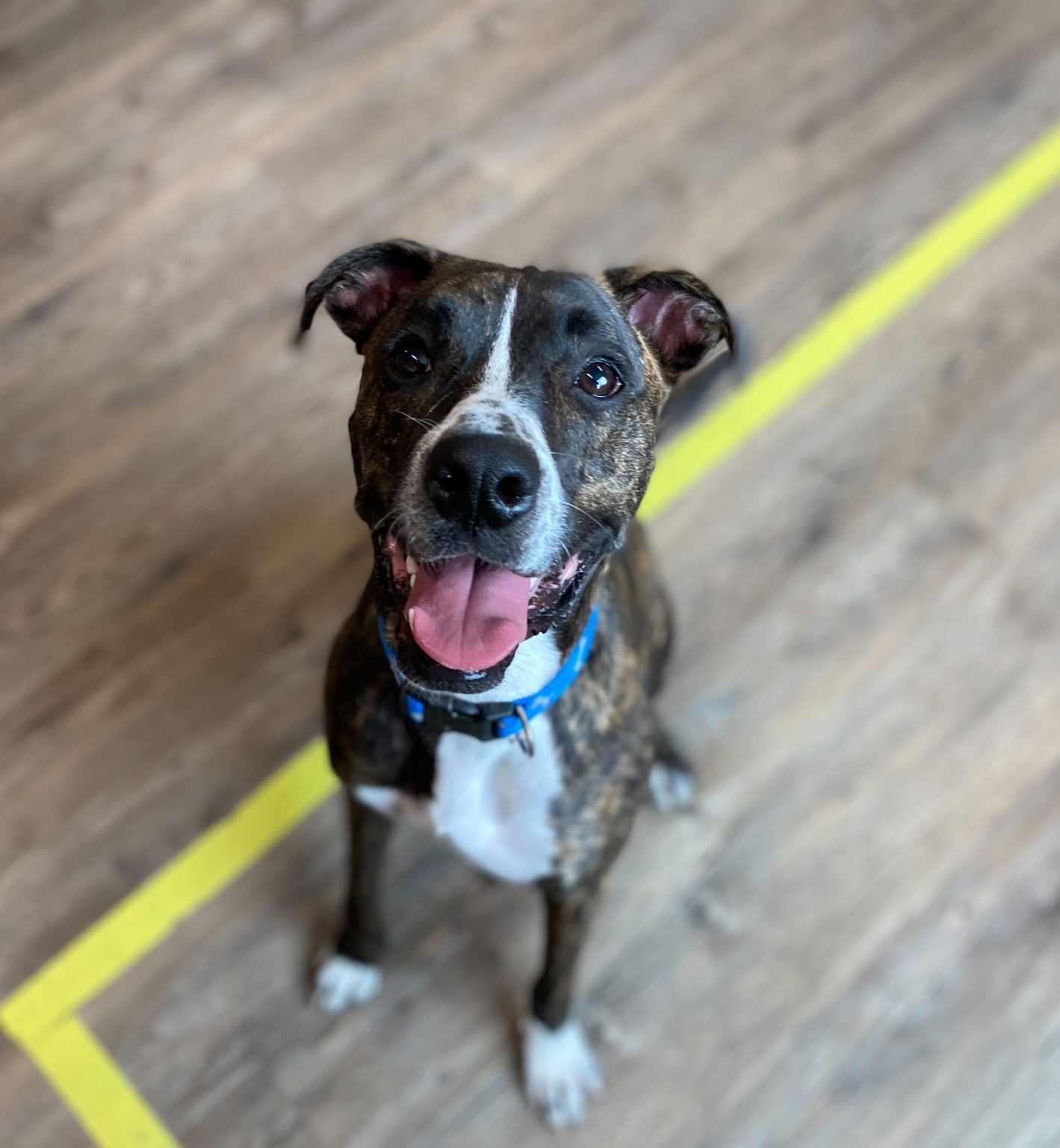 Dogs Archives - Humane Society of Boulder Valley