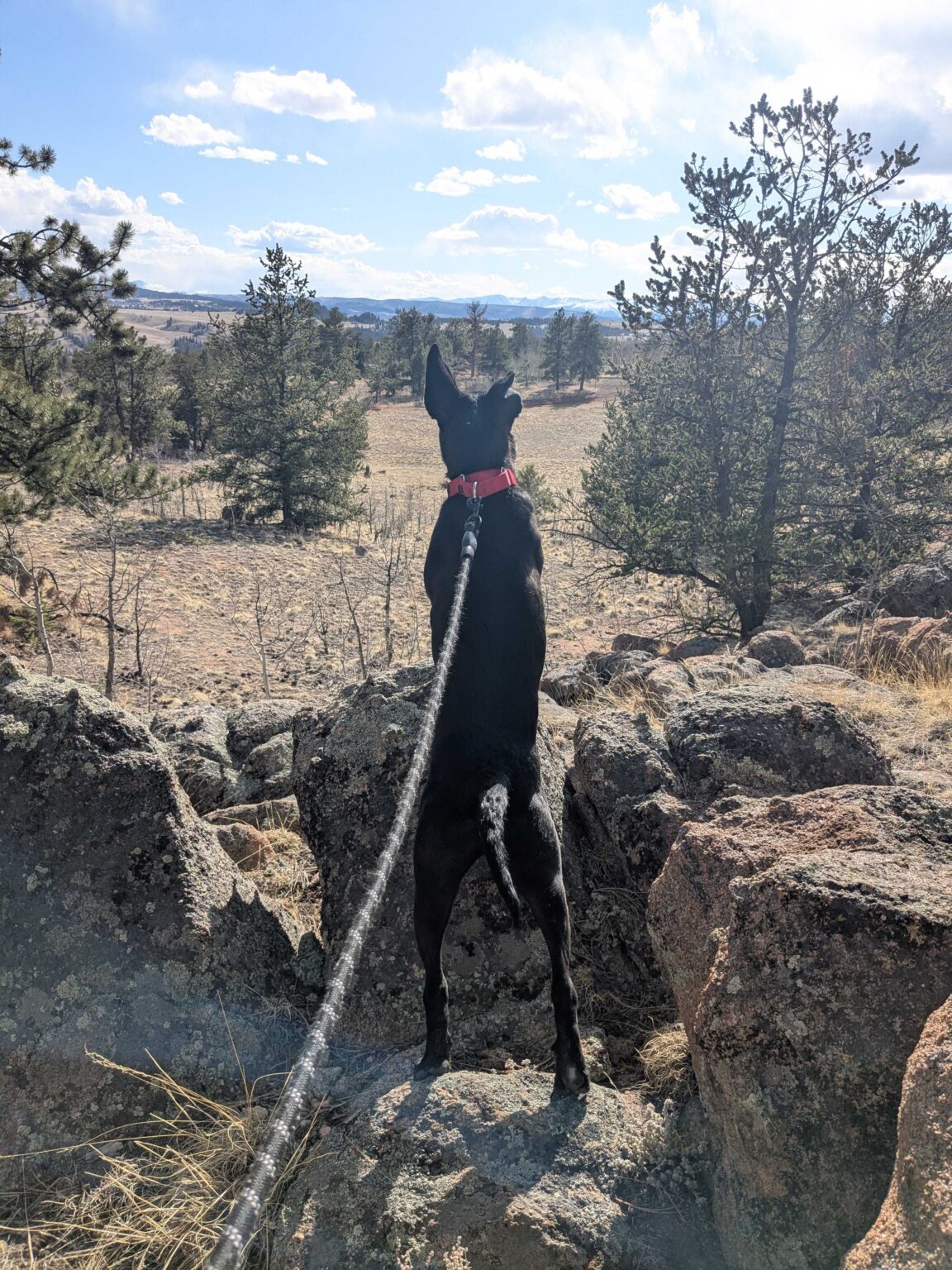 Dogs Archives - Humane Society of Boulder Valley